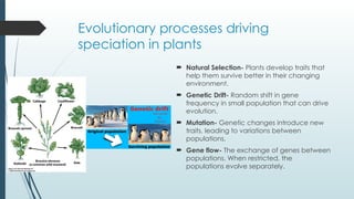 SPECIATION in plants based on phylogeny.pptx