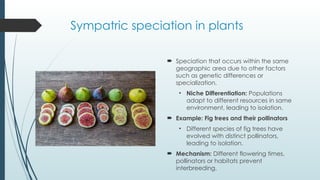 SPECIATION in plants based on phylogeny.pptx