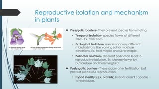 SPECIATION in plants based on phylogeny.pptx