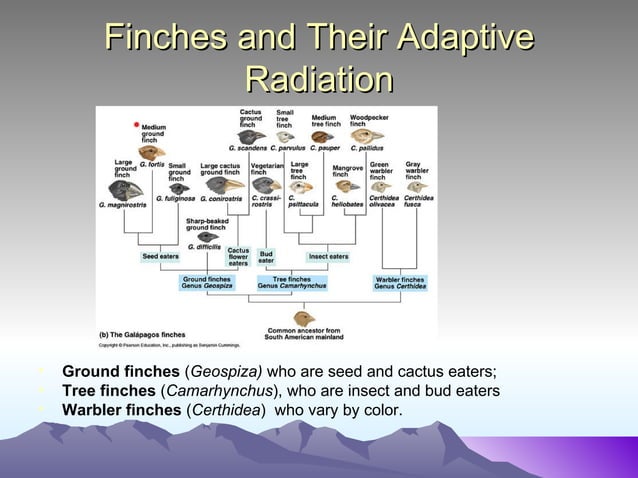Speciation And Evolution Ppt Geography Science