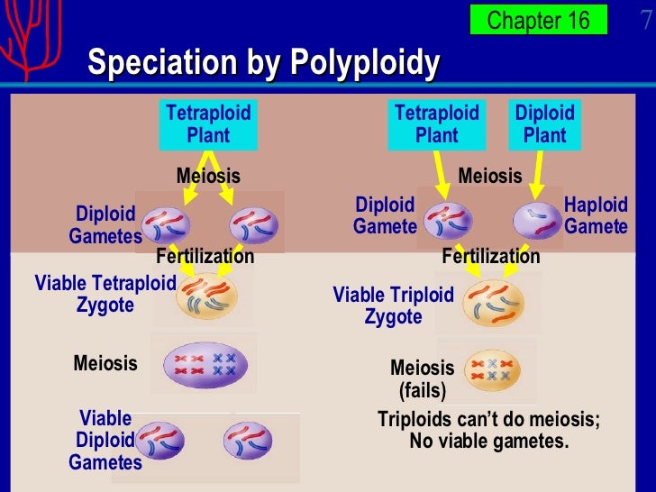 Speciation and Systematics APBioCh16and18