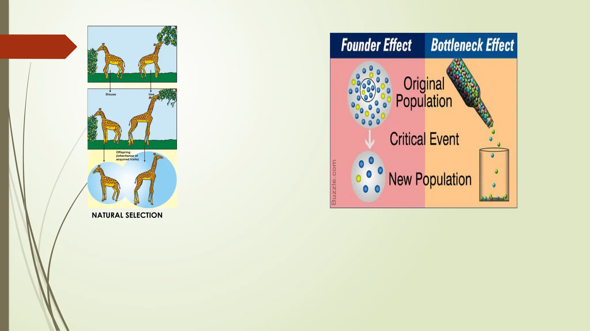 SPECIATION AND EXTINCTION - environmental biotechnology | PPTX