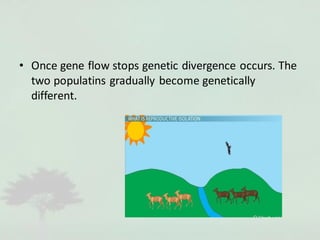 Speciation in insects. | PDF