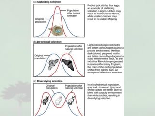 Speciation in insects. | PDF