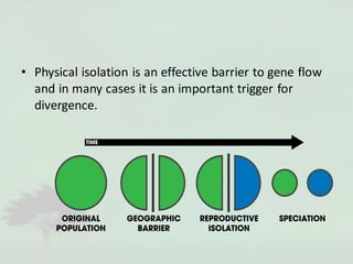 Speciation in insects. | PDF