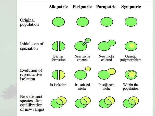 Speciation in insects. | PDF