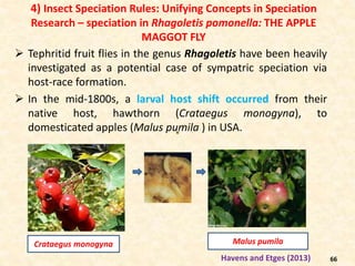 Sympatric Speciation Apple Maggot Fly
