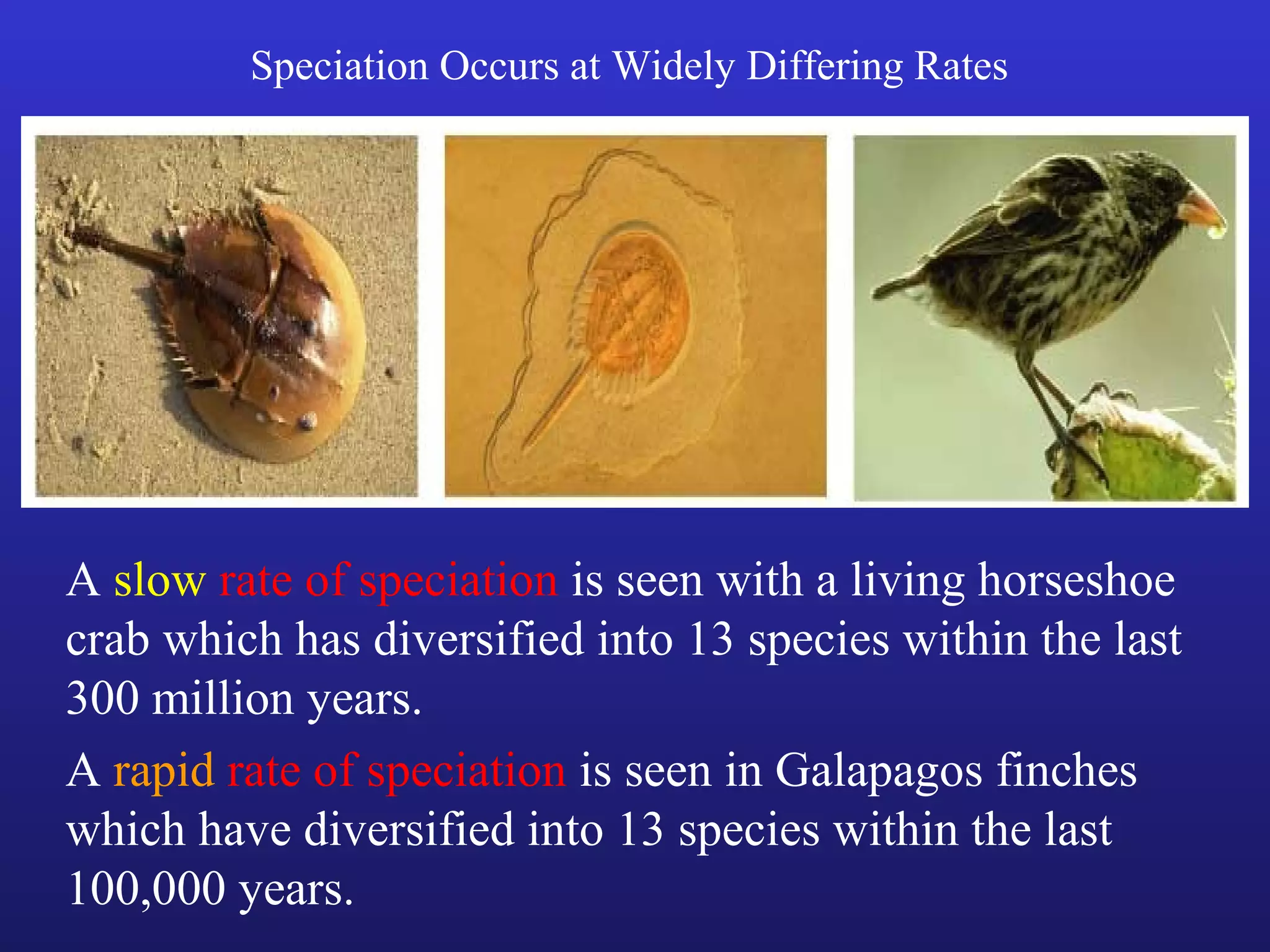 Speciation powerpoint | PPT