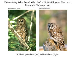 Speciation presentation in systemetic | PPT | Biological Sciences | Science