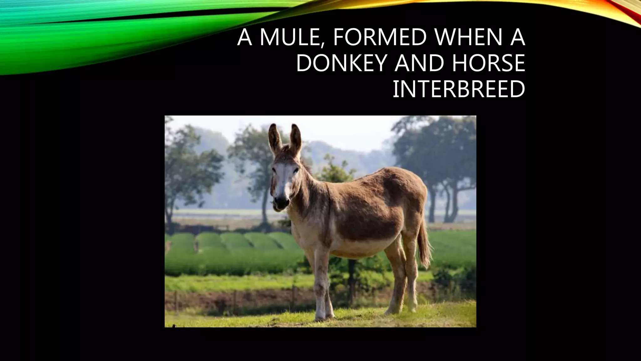 Speciation Slides Maseko Pptx Biological Sciences Science