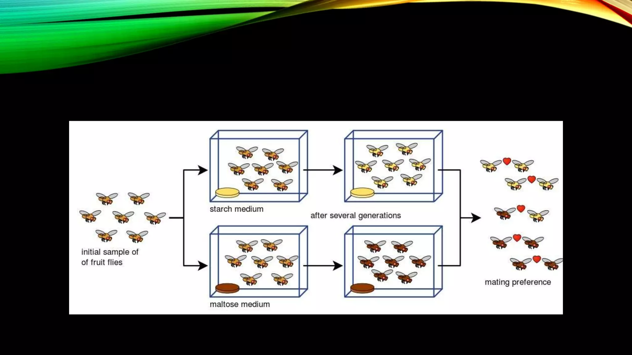 Speciation Slides Maseko Ppt