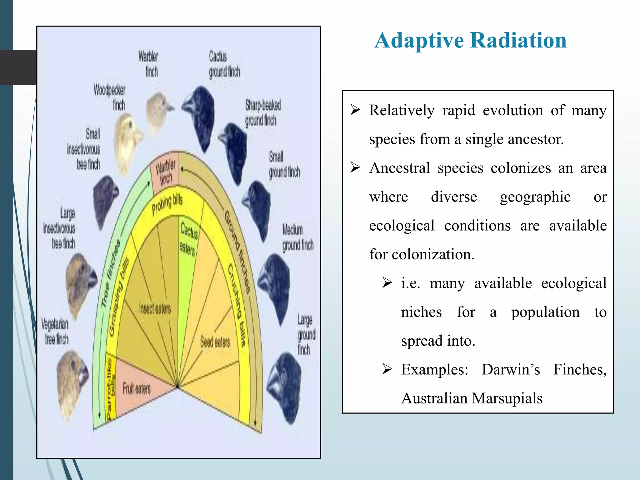 Speciation & types of evolution | PPT
