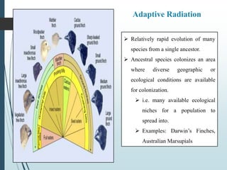 Speciation & types of evolution | PPT