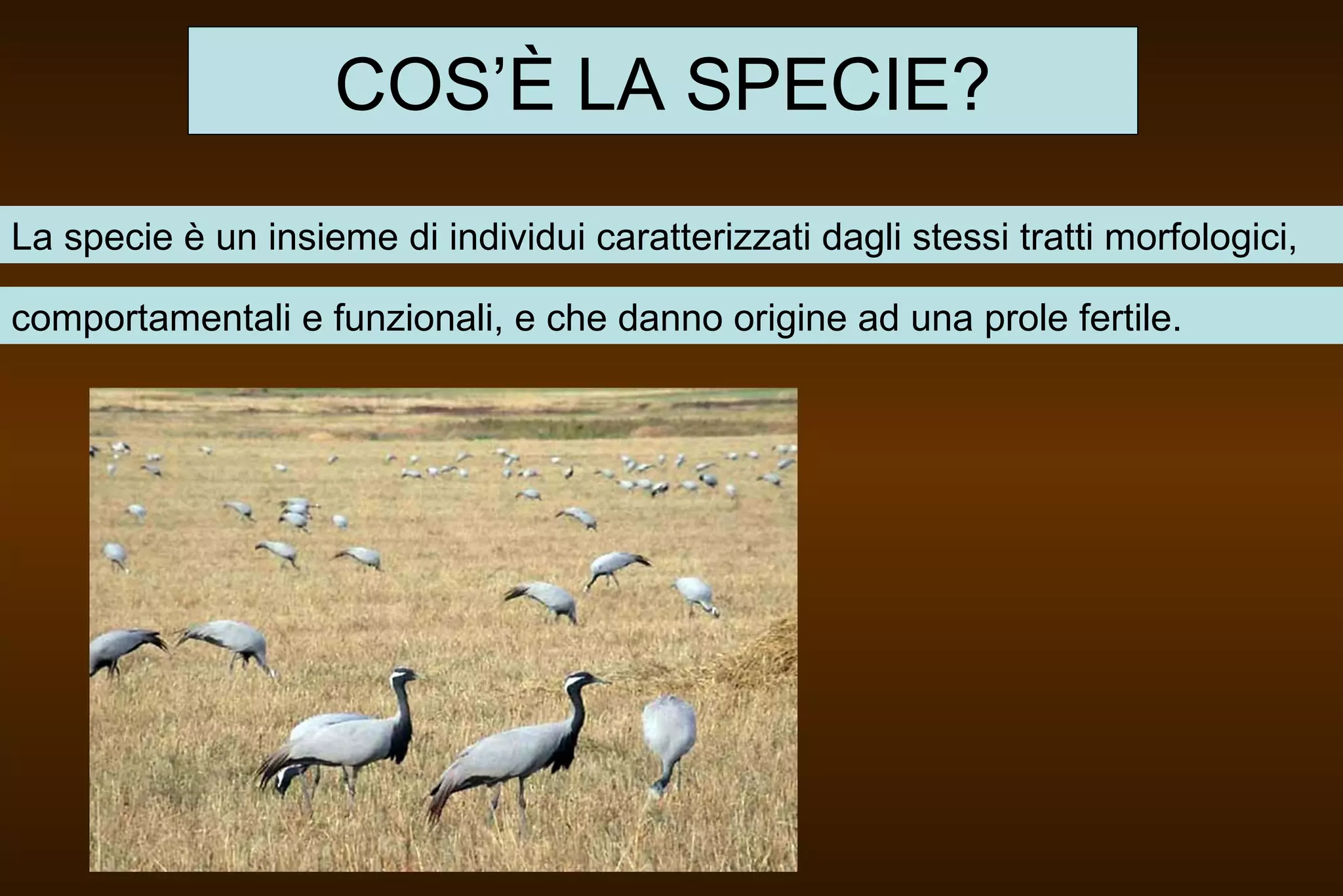 Specie | PPT