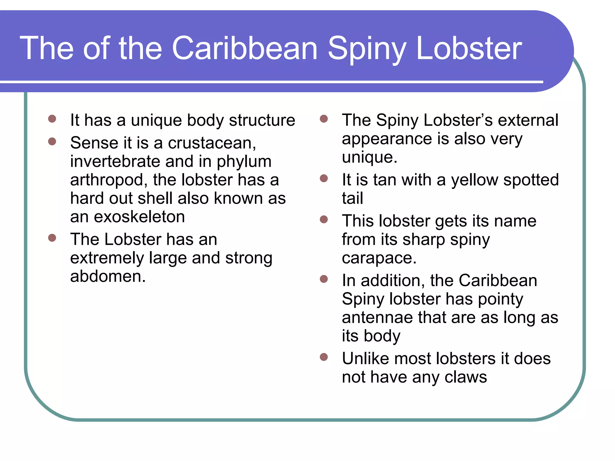 Species Of Lobster In Florida 2 Casey Taylor | PPT