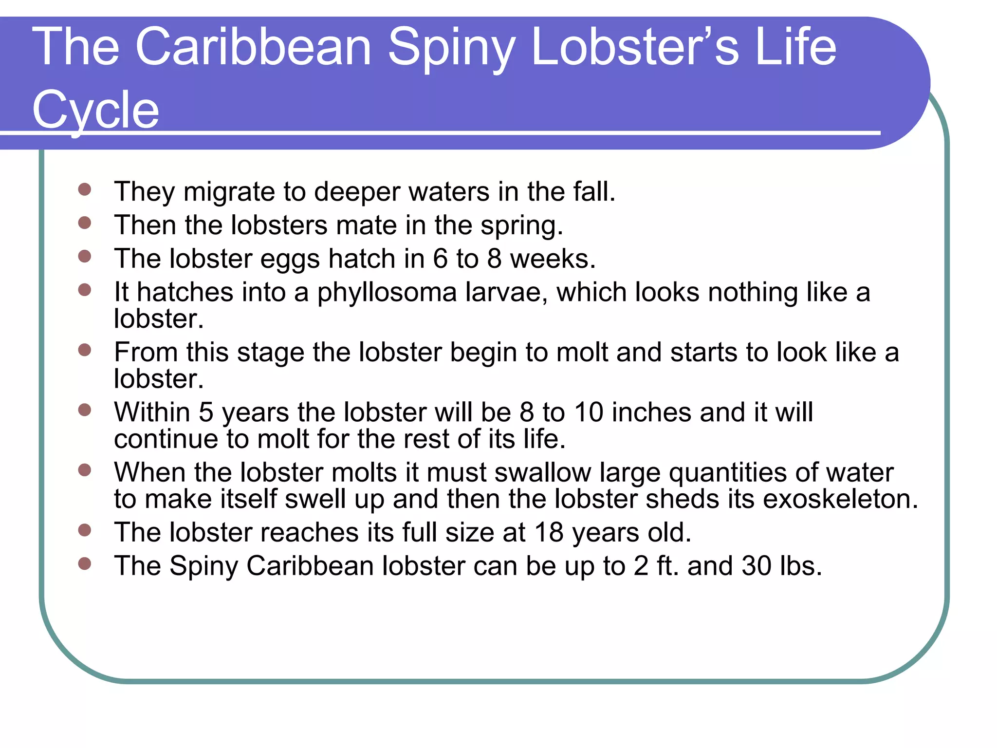 Species Of Lobster In Florida 2 Casey Taylor | PPT