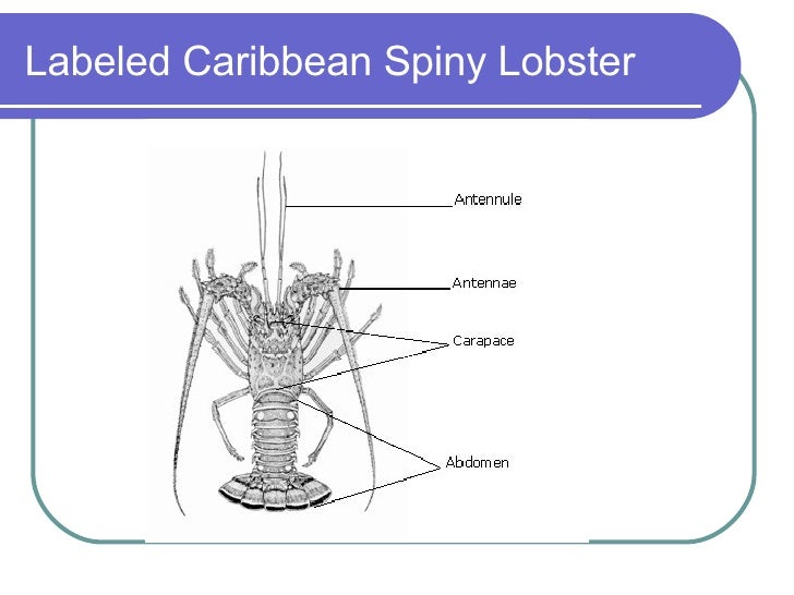 Species Of Lobster In Florida 2 Casey Taylor