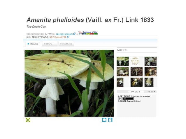 Species Pages Slide Show | PPT