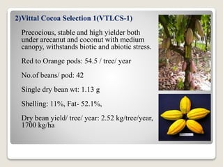 Species and cultivars of cacao | PPTX