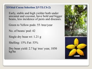 Species and cultivars of cacao | PPTX