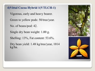 Species and cultivars of cacao | PPTX