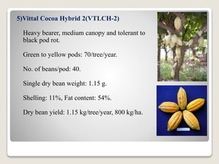 Species and cultivars of cacao | PPTX