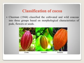 Species and cultivars of cacao | PPTX