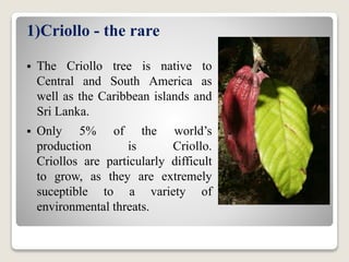 Species and cultivars of cacao | PPTX | Desserts and Baking | Food & Drink