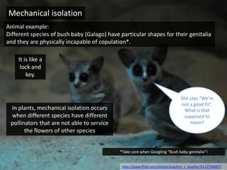 IB Biology Option D.2: Species and speciation | PPTX
