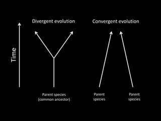 Divergent Evolution Graph