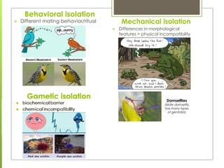 Species and speciation | PPT