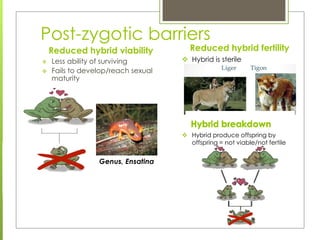 Species and speciation | PDF