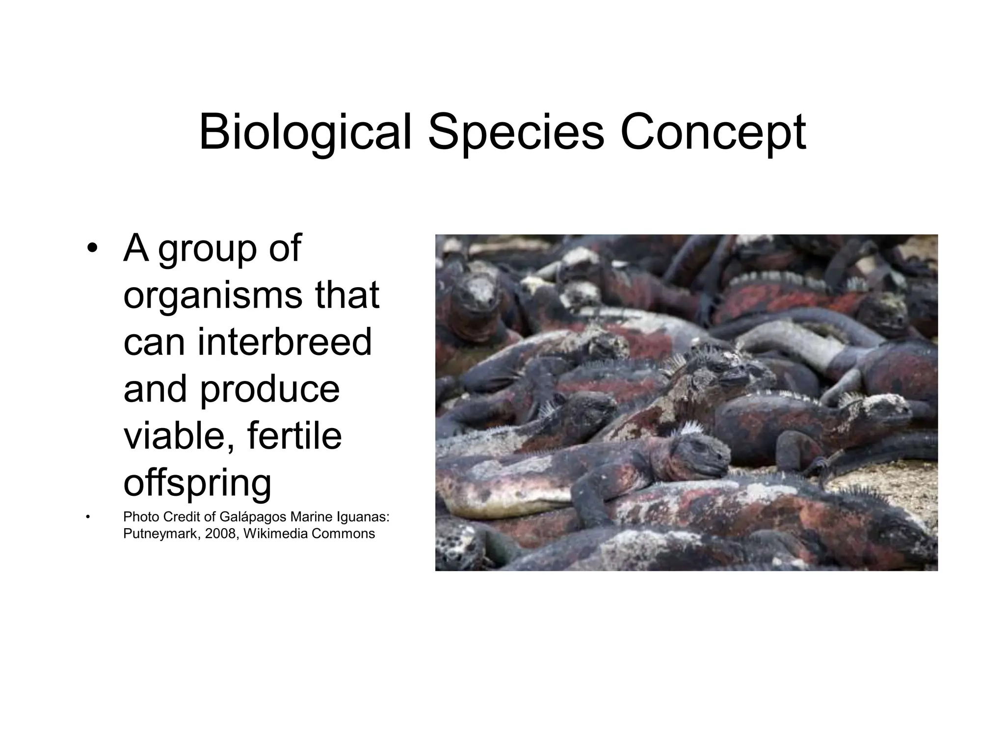 Species and Speciation Powerpoint 1407 revised.ppt