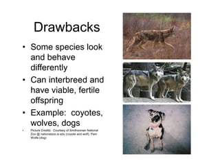 Species and Speciation Powerpoint 1407 revised.ppt