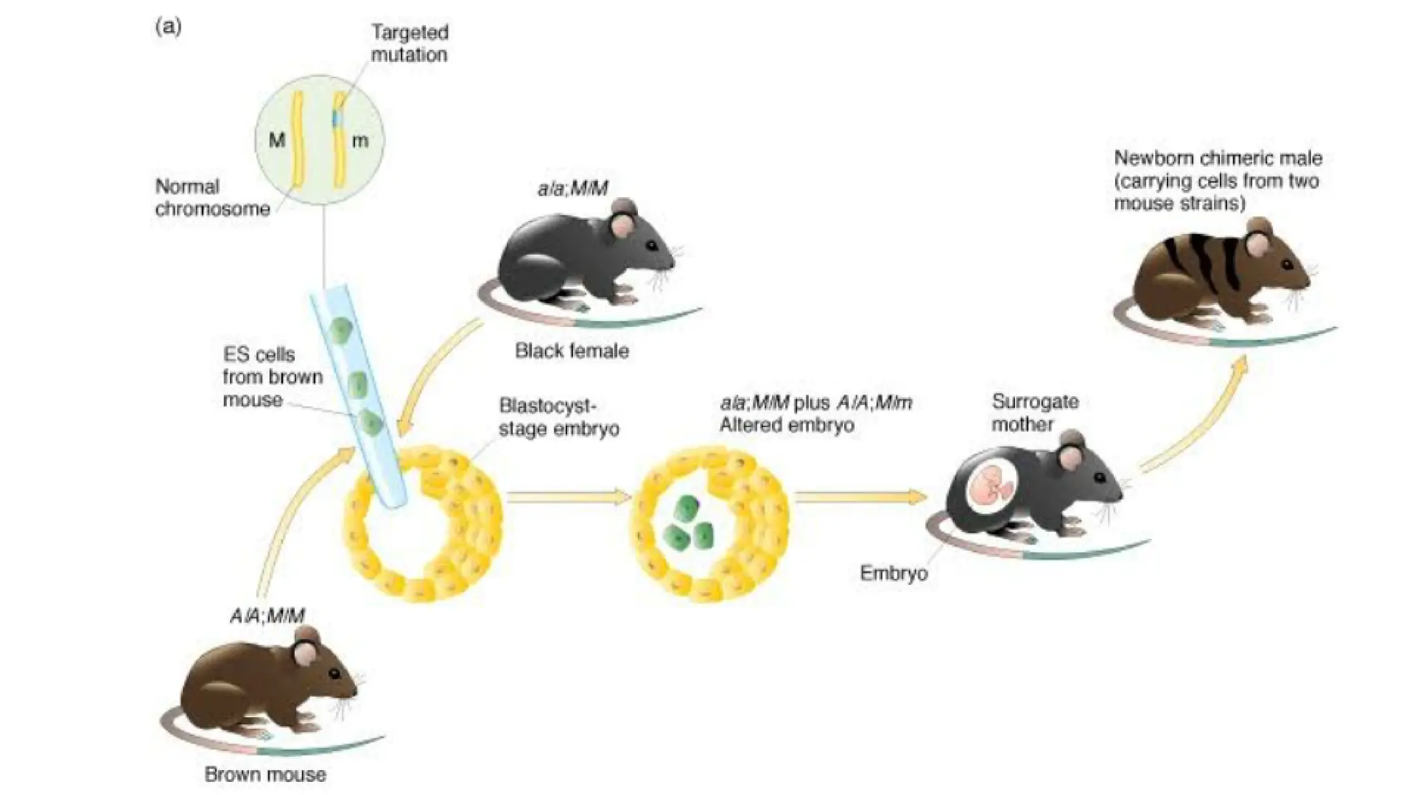 Different species & Strains of animals | PDF