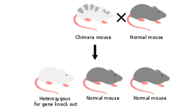Different species & Strains of animals | PDF | Genetics | Science