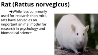 Different species & Strains of animals | PDF