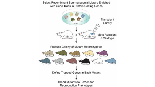 Different species & Strains of animals | PPT
