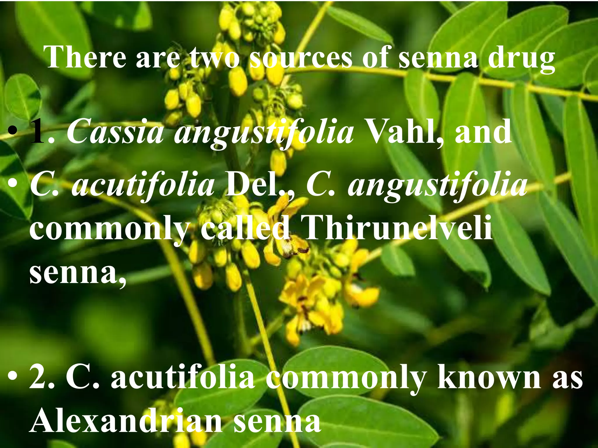 Species and varieties of coleus, cinchona, glory lily, pyrethrum and ...