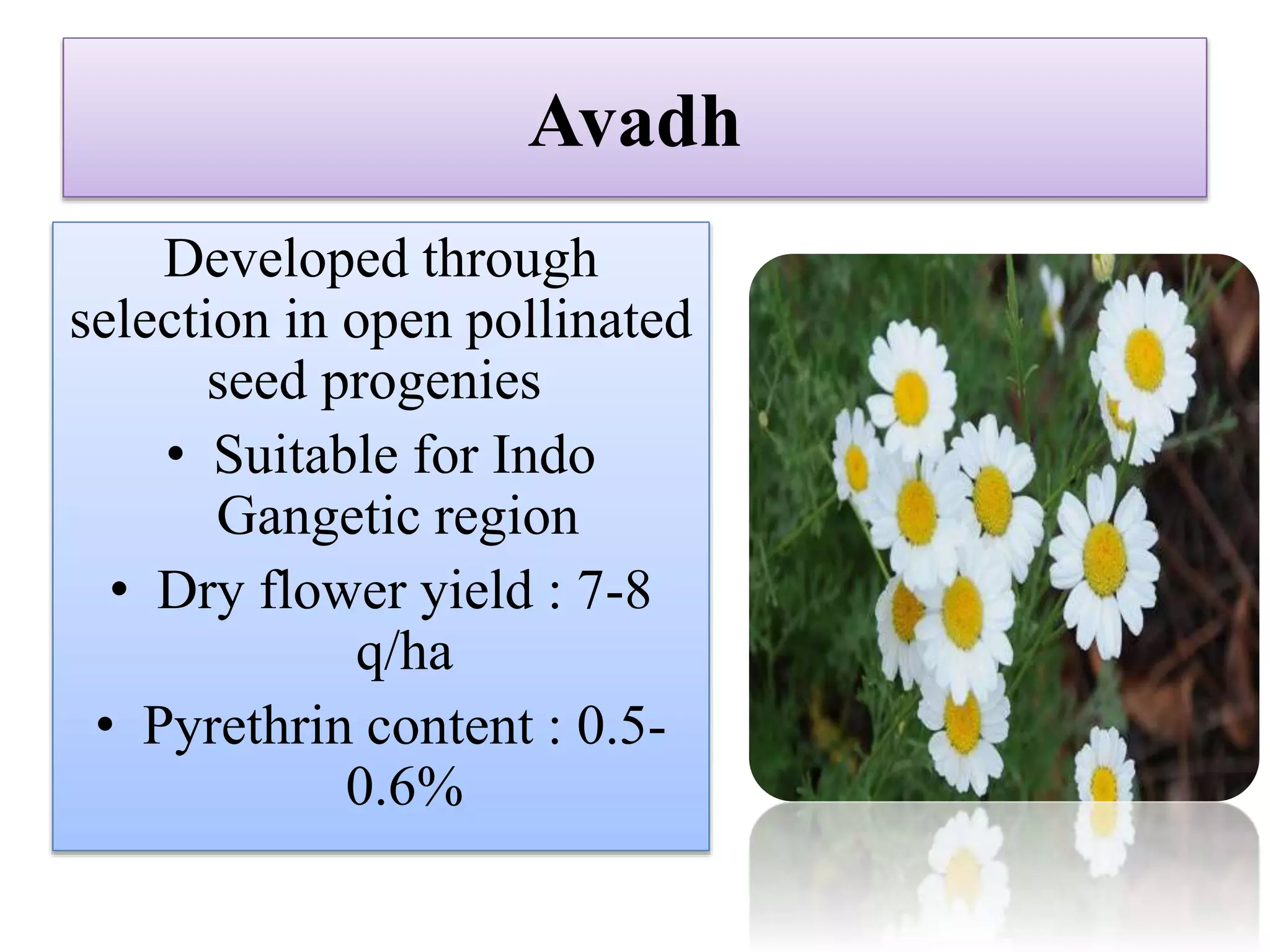 Species and varieties of coleus, cinchona, glory lily, pyrethrum and senna | PPTX