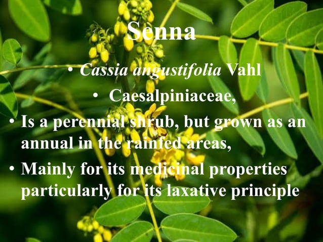 Species and varieties of coleus, cinchona, glory lily, pyrethrum and senna | PPTX