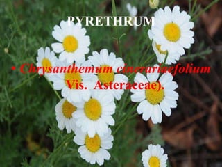 Species and varieties of coleus, cinchona, glory lily, pyrethrum and senna | PPTX