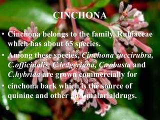 Species and varieties of coleus, cinchona, glory lily, pyrethrum and ...