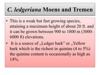 Species and varieties of coleus, cinchona, glory lily, pyrethrum and ...