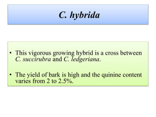 Species and varieties of coleus, cinchona, glory lily, pyrethrum and ...