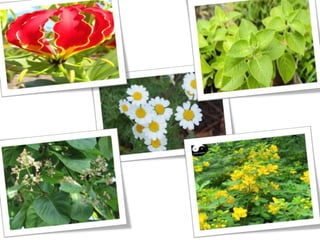 Species and varieties of coleus, cinchona, glory lily, pyrethrum and ...