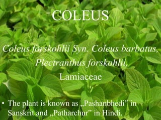 Species and varieties of coleus, cinchona, glory lily, pyrethrum and ...