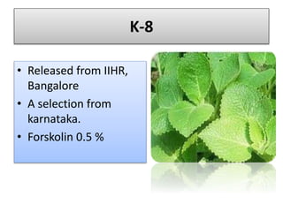 Species and varieties of coleus, cinchona, glory lily, pyrethrum and ...