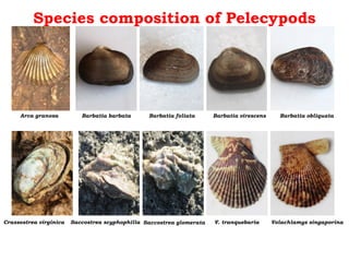 Species composition of Pelecypods & Cephalopods along Uran coast, Navi ...