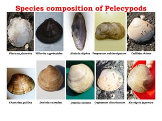 Species composition of Pelecypods & Cephalopods along Uran coast, Navi ...